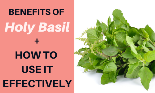 4 Holy Basil Benefits [+ How to Use & Ideal Timing] – Khroma Herbal ...