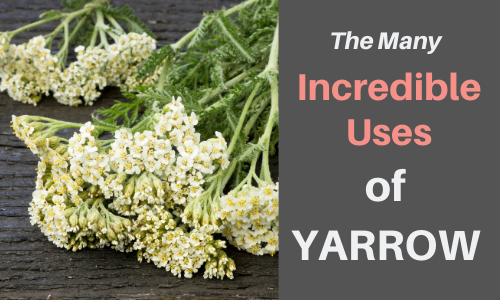 6+ Yarrow Uses You've Never Heard Of – Khroma Herbal Products